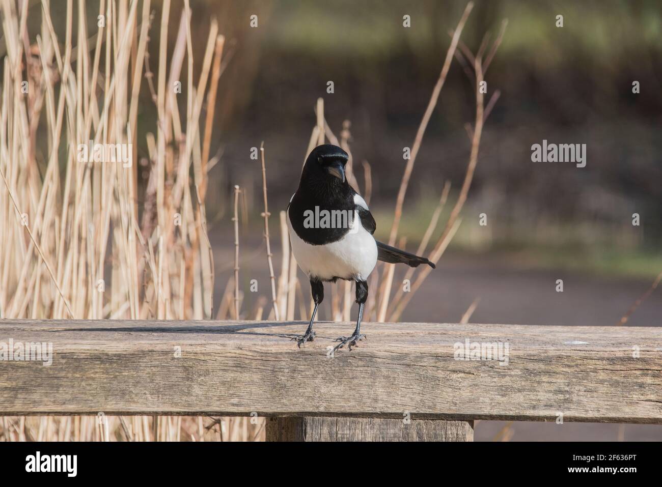 Standing Magpie (Pica pica Stock Photo - Alamy