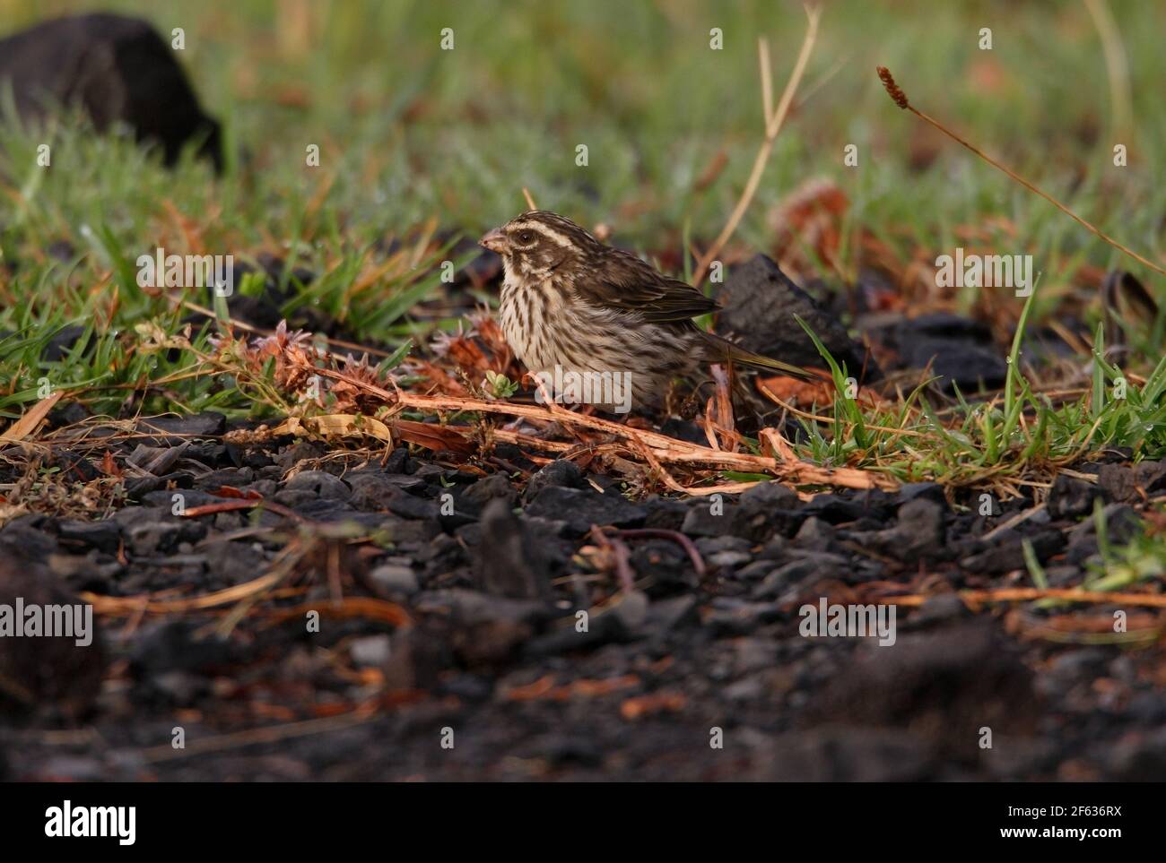 Crithagra High Resolution Stock Photography and Images - Alamy