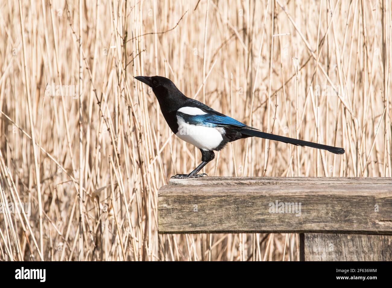 Standing Magpie (Pica pica Stock Photo - Alamy