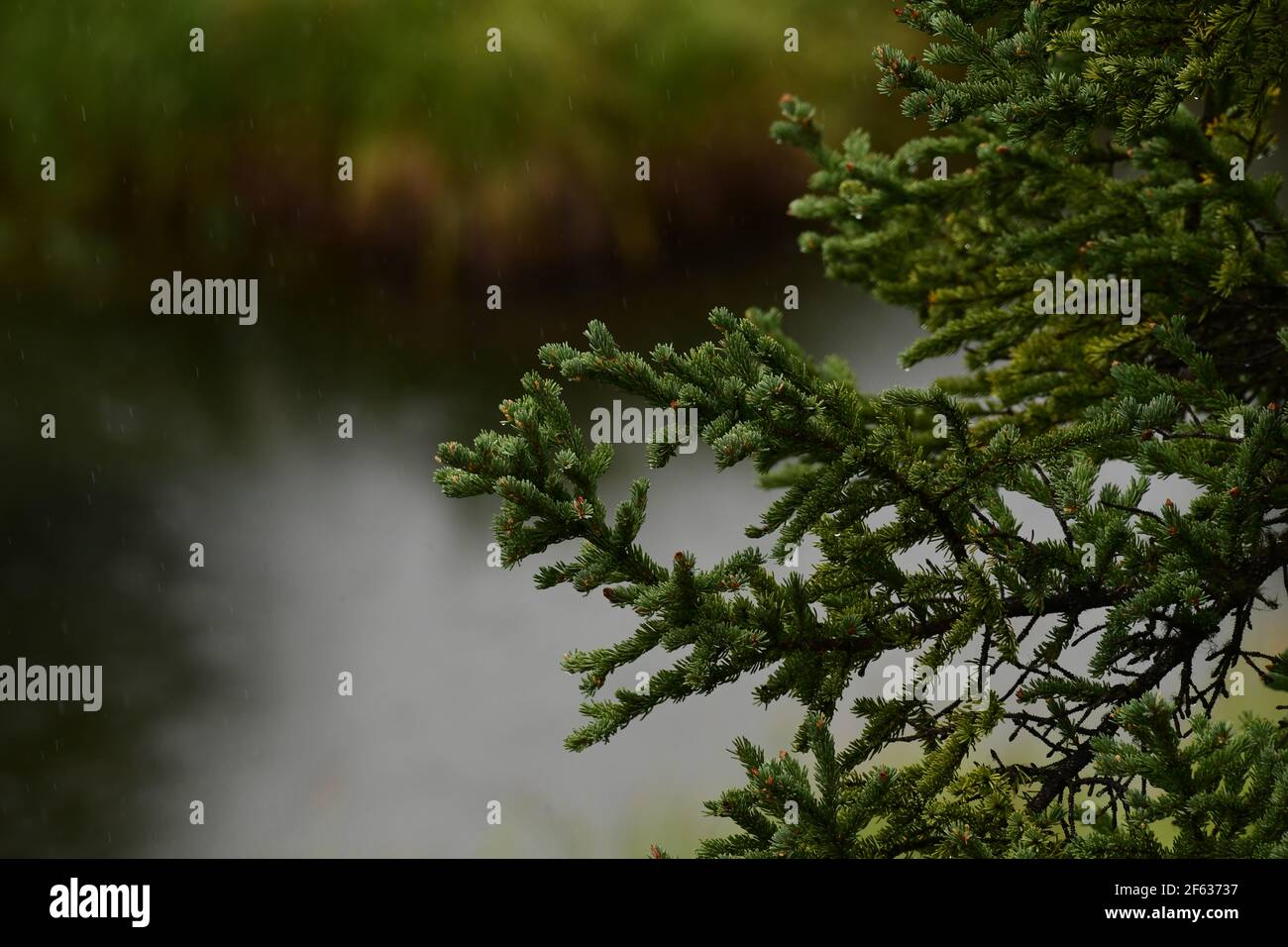 Denali Valley Nature Vistas and Train Ride Stock Photo - Alamy