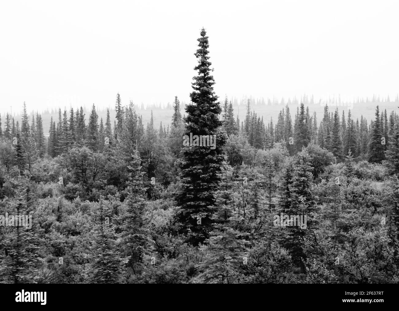 Denali Valley Nature Vistas and Train Ride Stock Photo - Alamy