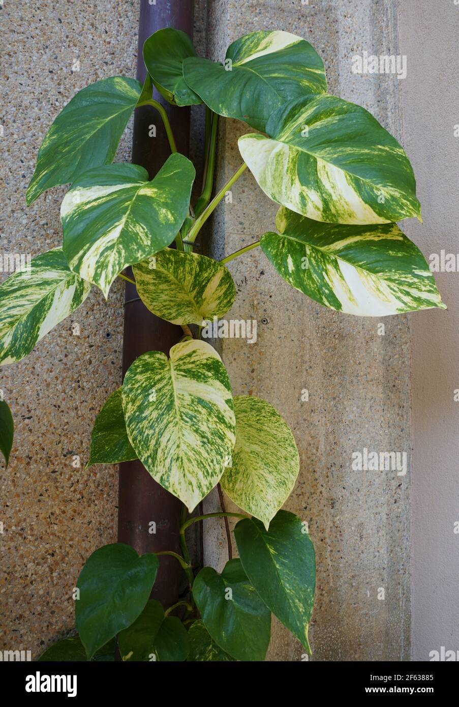 The large Golden Pothos variegated plants climbing a wall Stock Photo ...