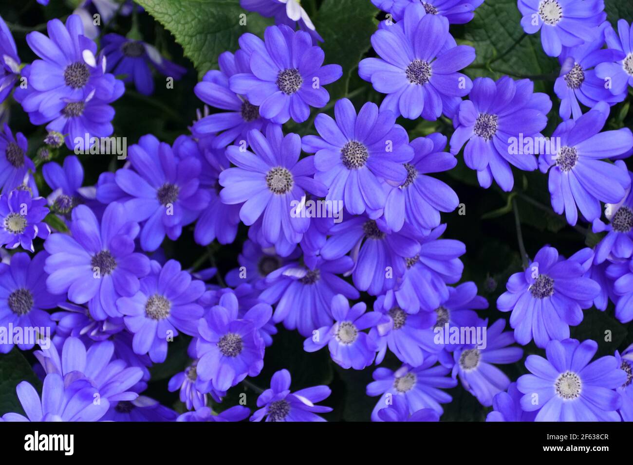 Names Of Blue Flowers List