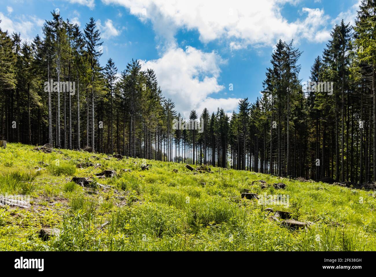 Small glade with felled trees in Rudawy Janowickie mountains Stock ...