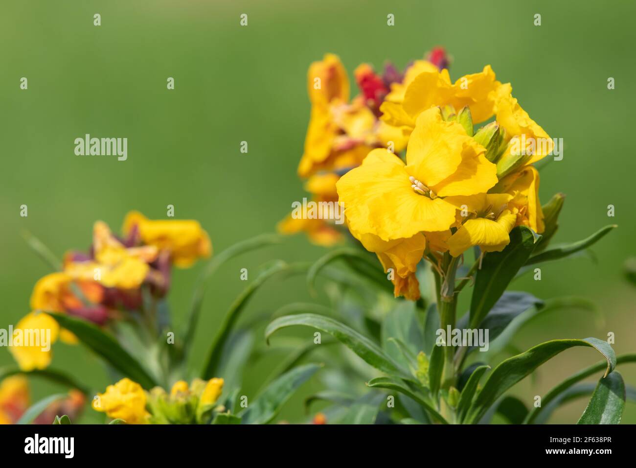 Wallflower cheiranthus cheiri brassicaceae hi-res stock photography and ...