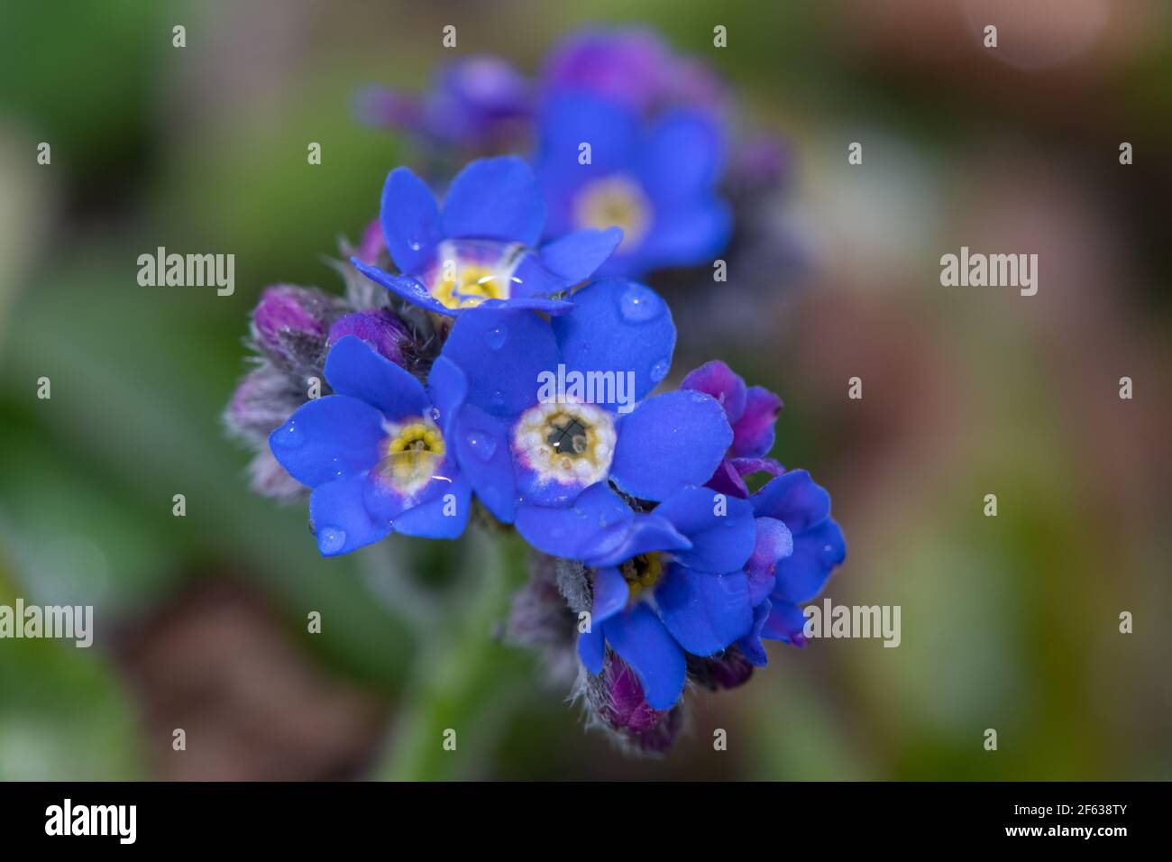 Macro shot of forget me not flowers in bloom Stock Photo - Alamy