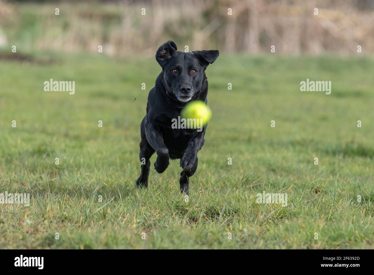 Black labrador with a tennis ball hi-res stock photography and images ...