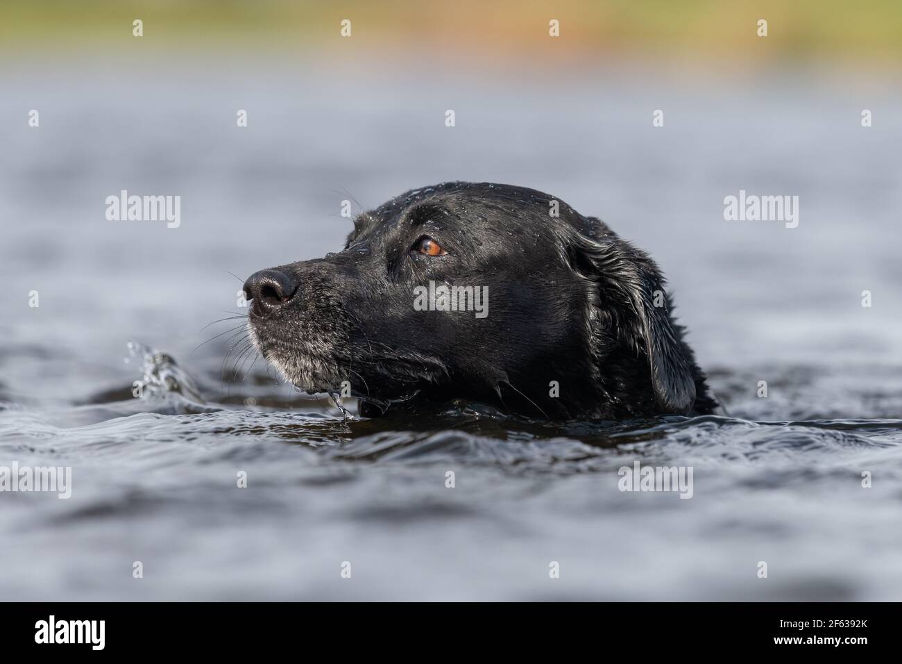 Head shot of a pedigree black Labrador swimming in the water Stock ...