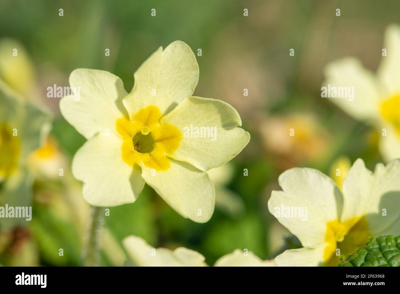 Macro shot of a common primrose (primula vulgaris) flower Stock Photo ...