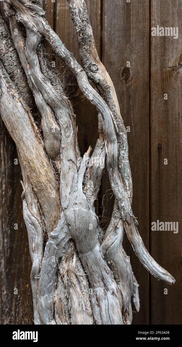 Mixed fibre of raw tree roots Stock Photo - Alamy