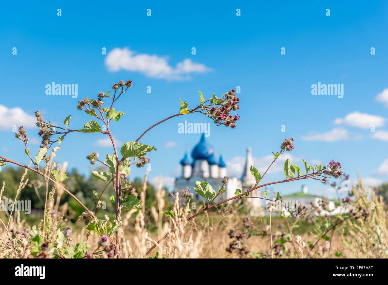 Smelly plant hi-res stock photography and images - Alamy