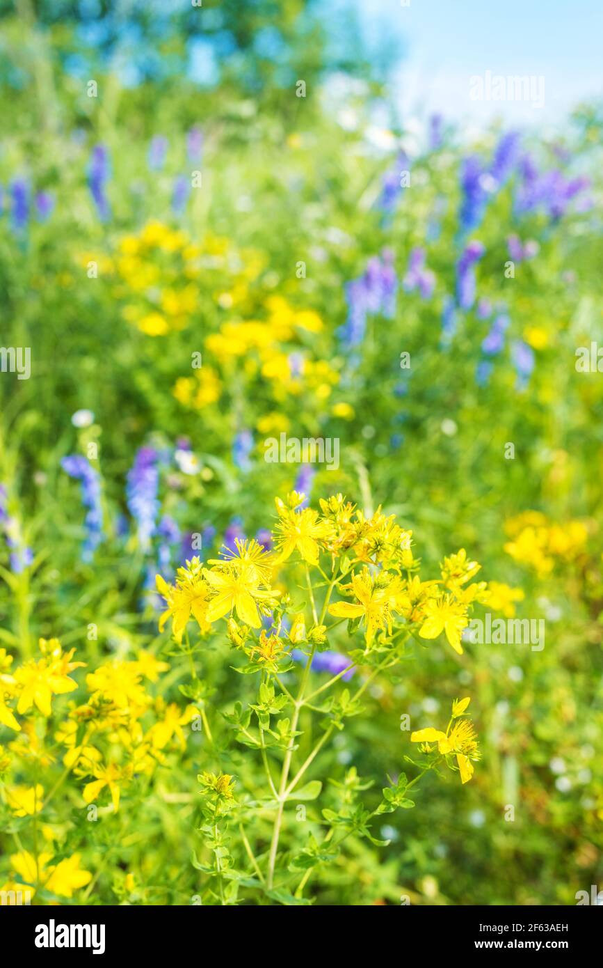 Smelly leaves hi-res stock photography and images - Alamy