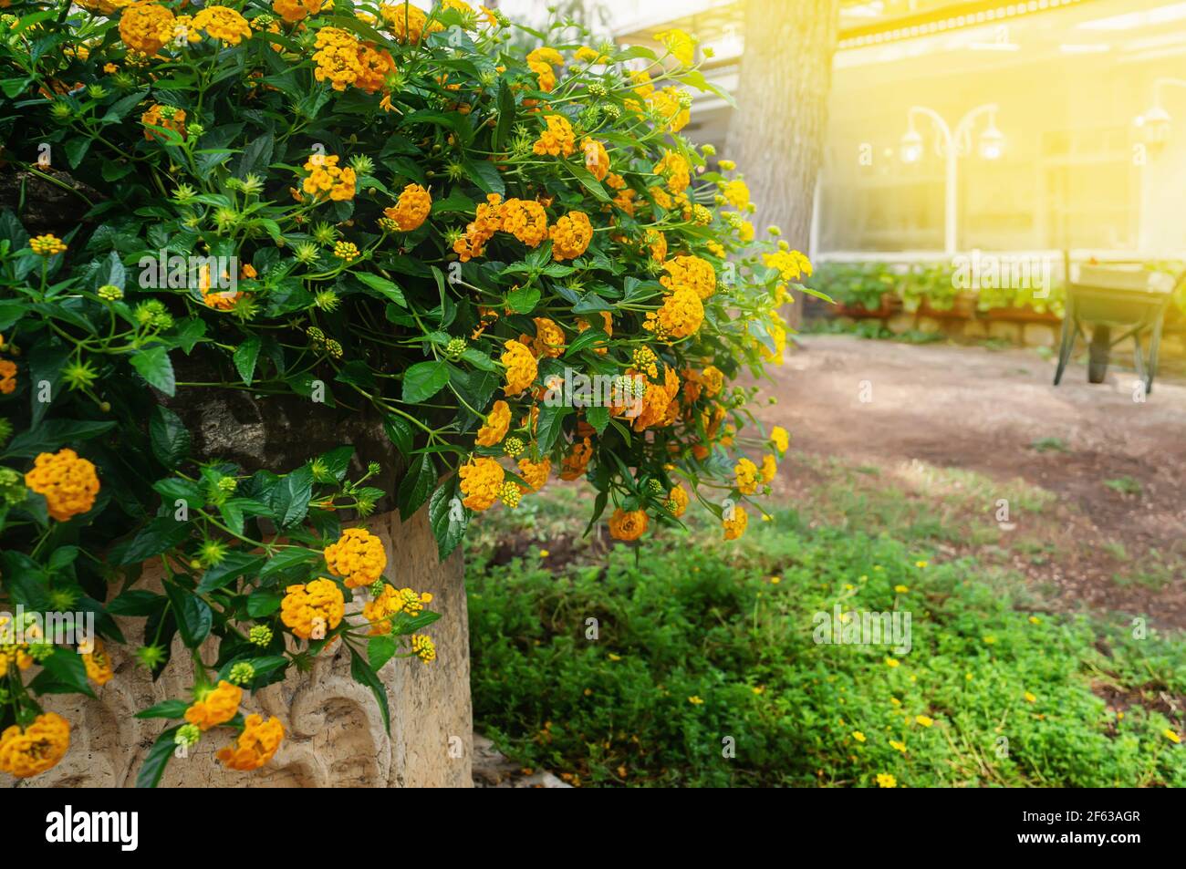 Lantana trailing or montevidensis, yellow flowers in the city garden ...
