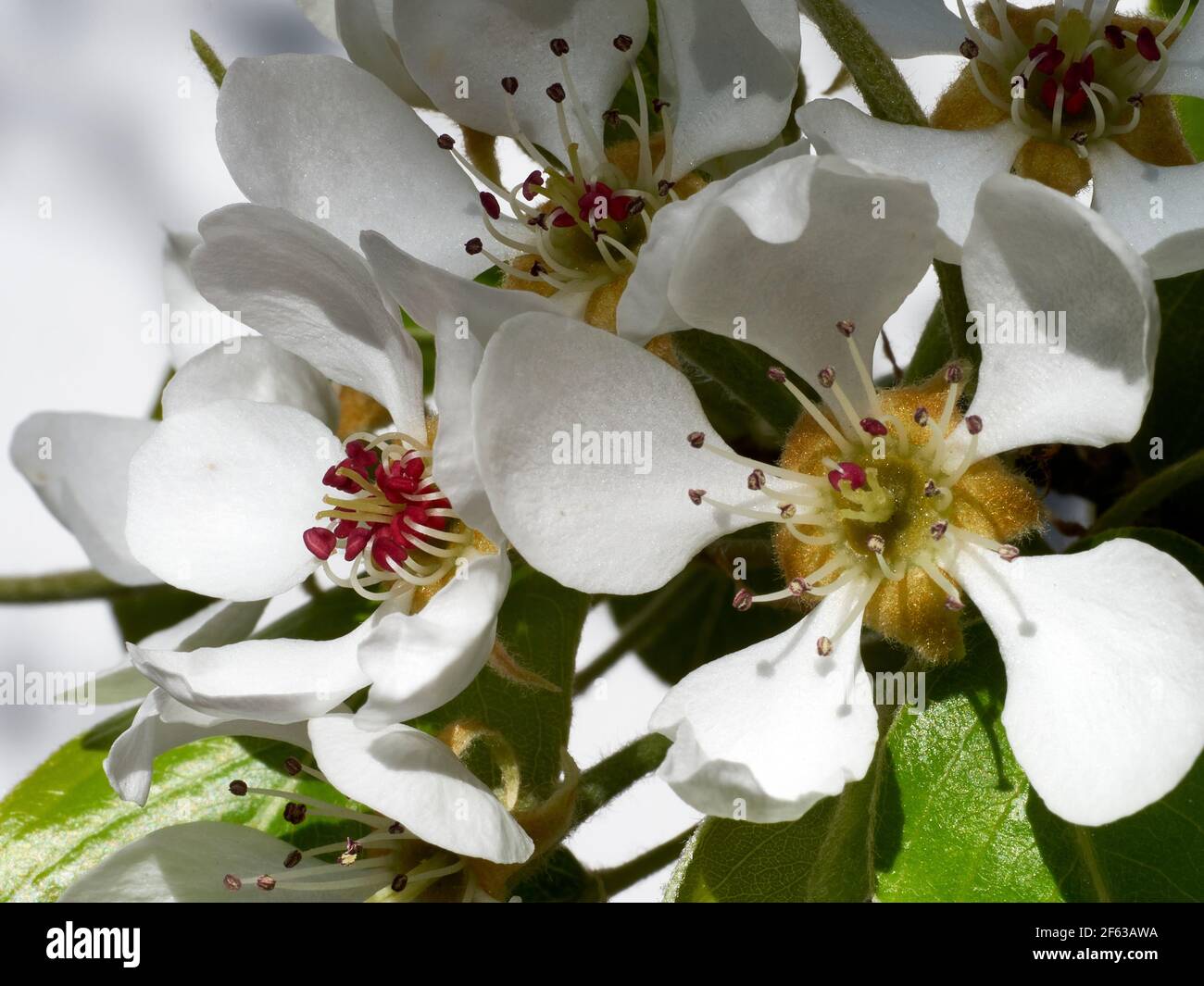 Blooms in sunshine hi-res stock photography and images - Alamy