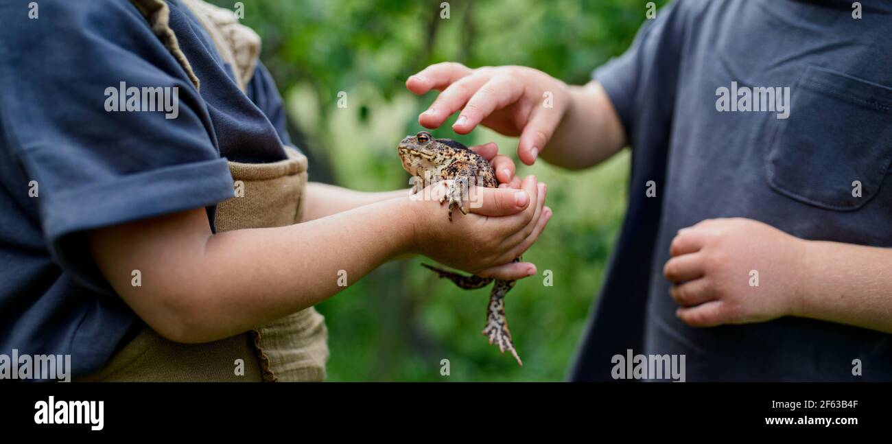 Unrecognizable small children holding a frog outdoors in summer Stock ...