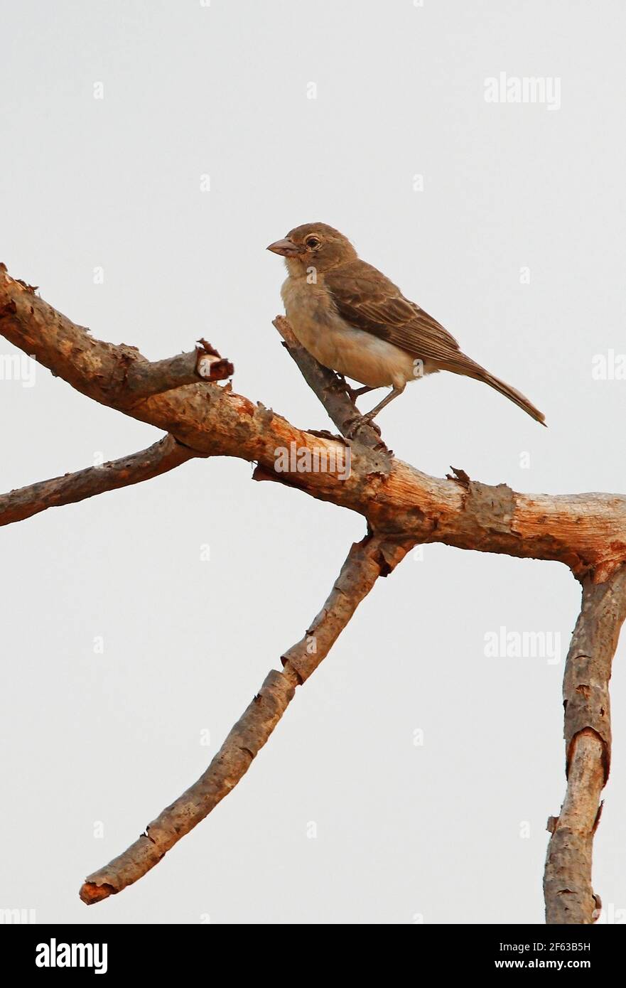 Yellow spotted bush sparrow hi-res stock photography and images - Alamy