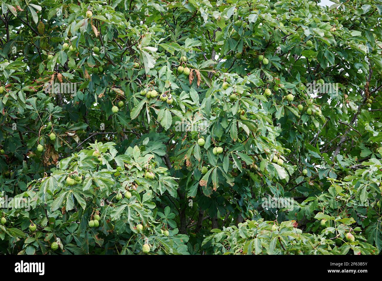 Horse chestnut tree (Aesculus hippocastanum Stock Photo - Alamy