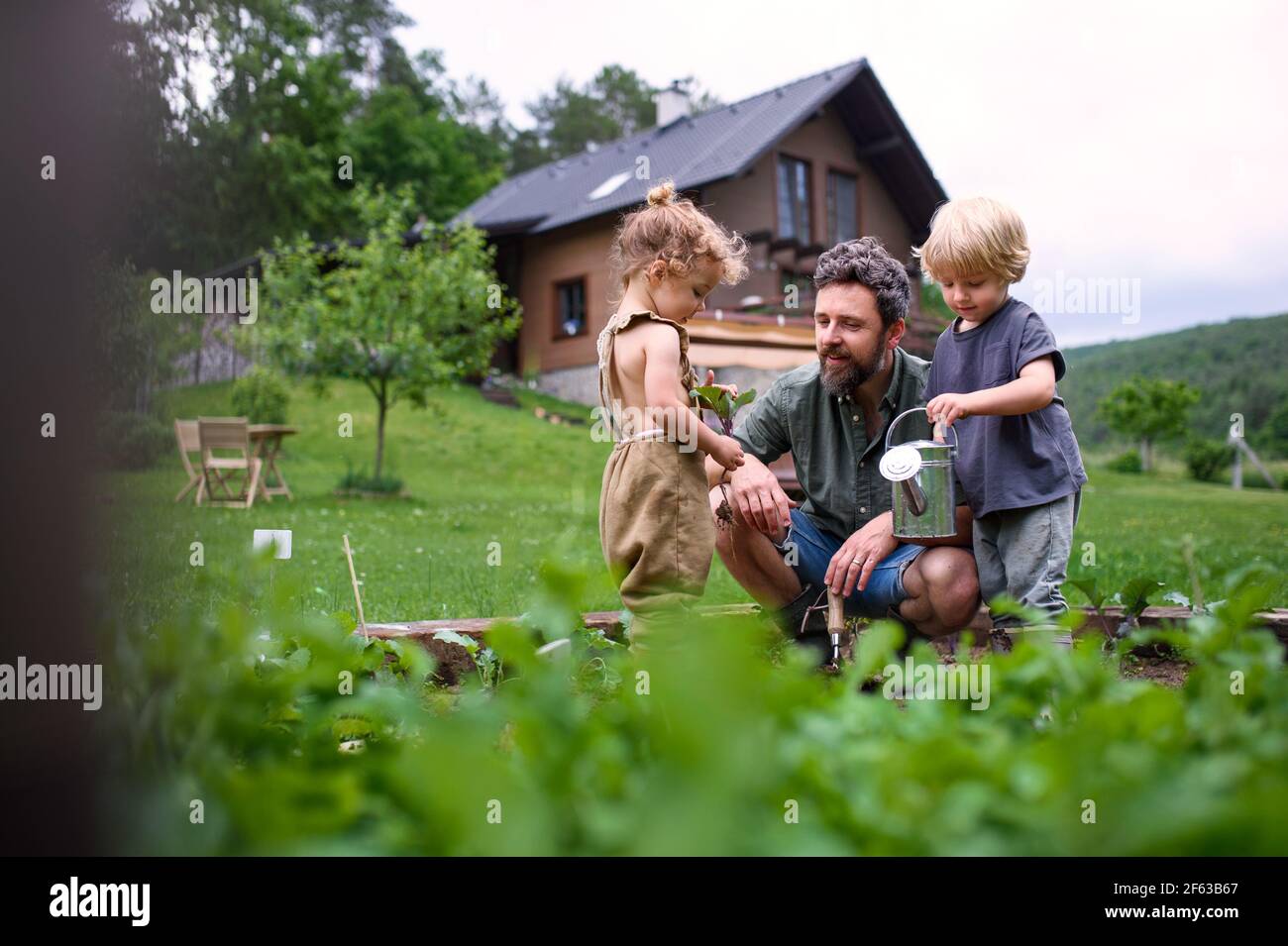 Small children with father working in vegetable garden, sustainable ...