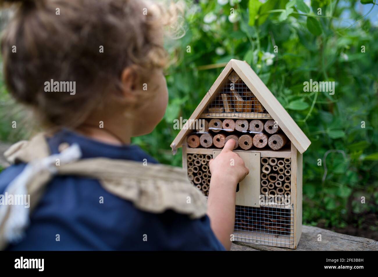 Rear view of small girl playing with bug and insect hotel in garden ...