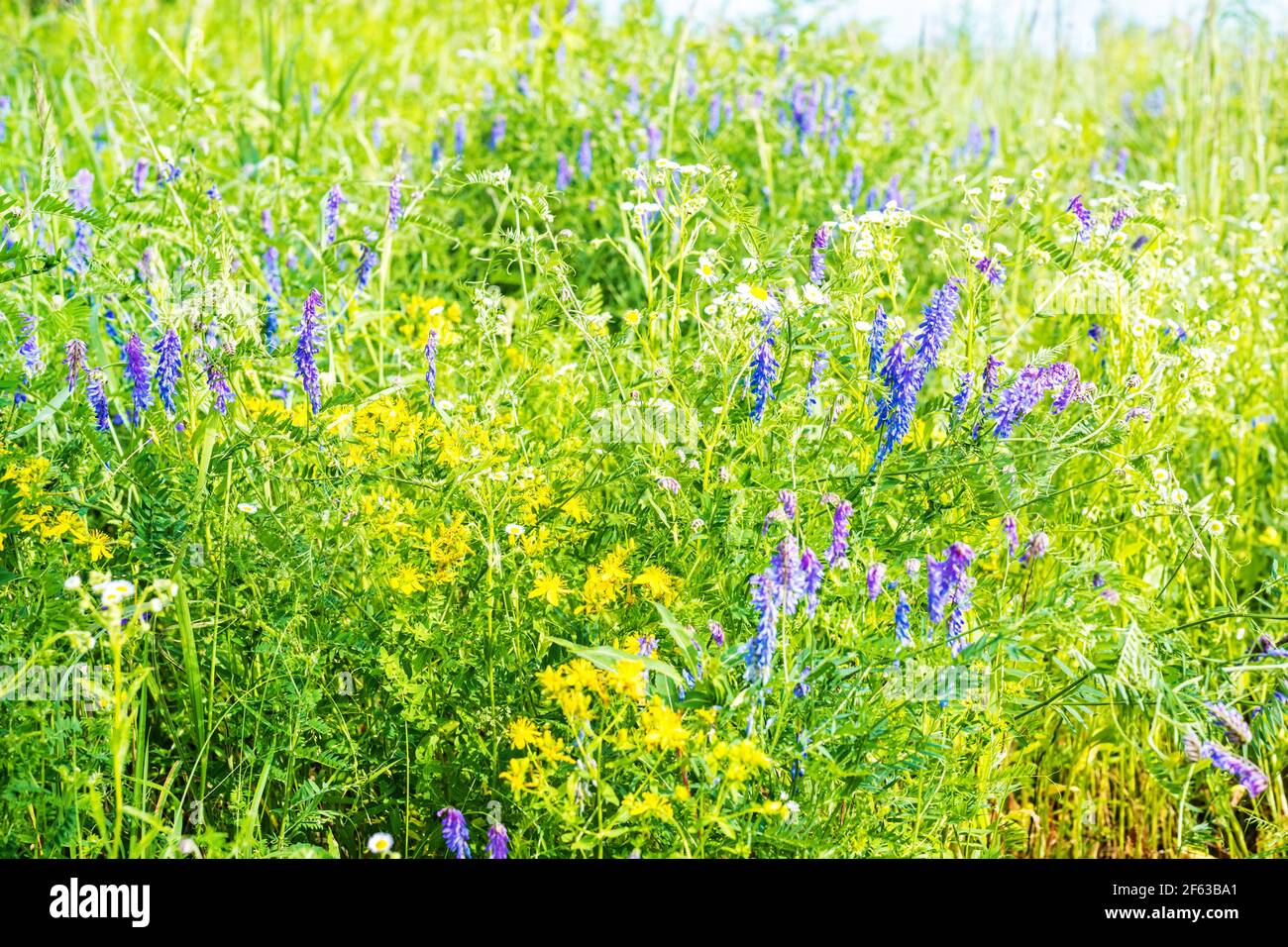 Mixed beautiful smelly flowers on nature Stock Photo - Alamy