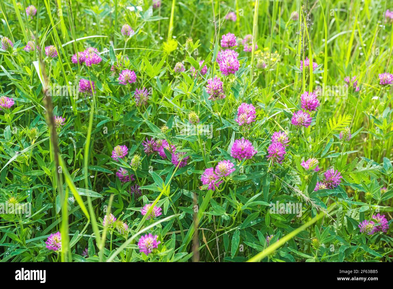Prairie bush clover hi-res stock photography and images - Alamy