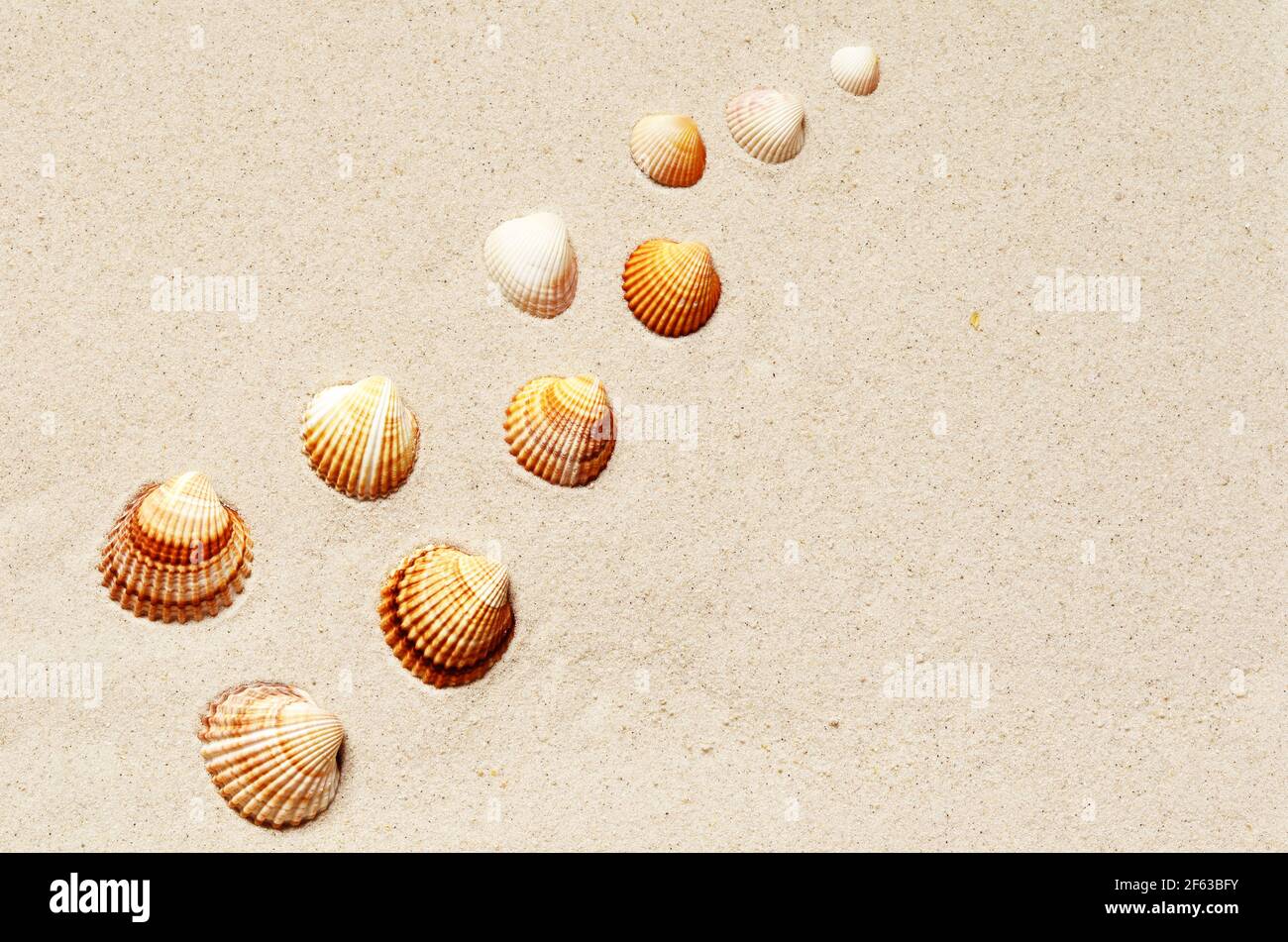 Seashell pattern hi-res stock photography and images - Alamy