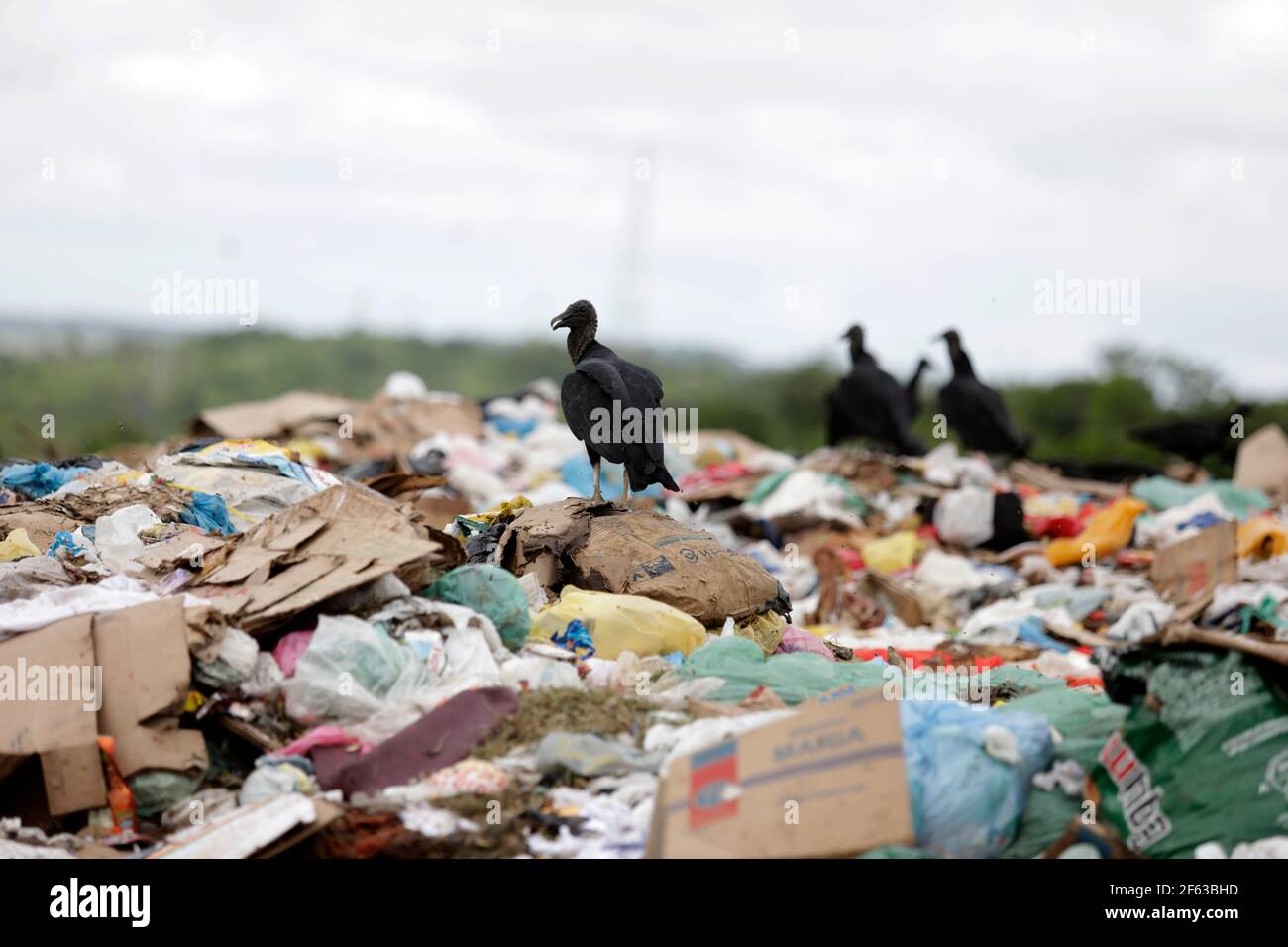 catu bahia / brazil - may 2, 2019: animals are seen in a landfill in ...