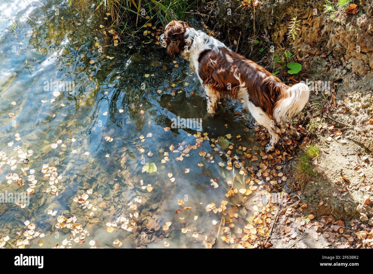 Cute dog standing near lake water Stock Photo - Alamy