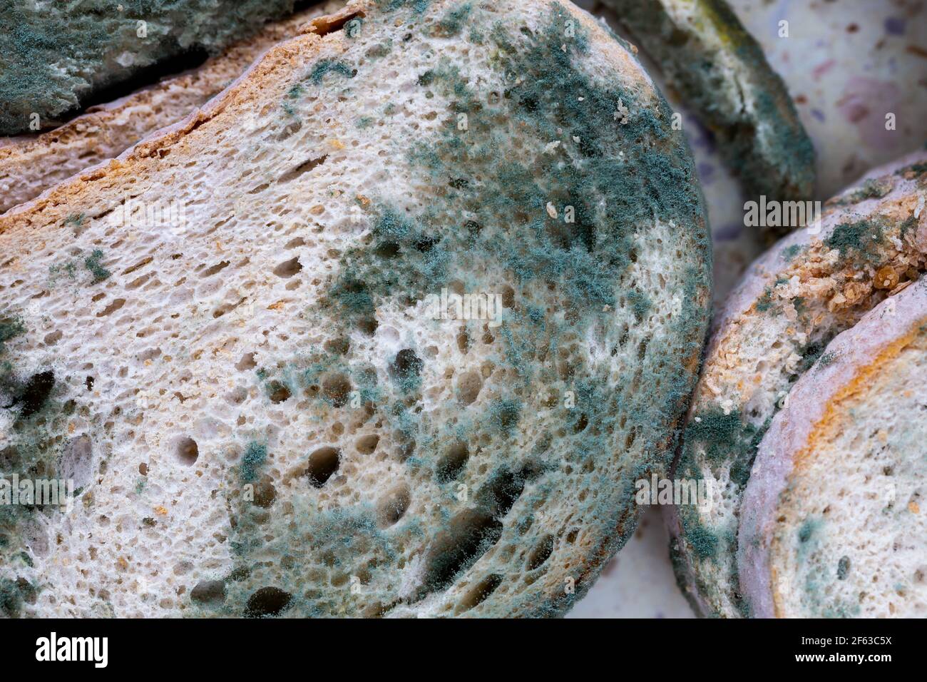 Penicillin mold hi-res stock photography and images - Alamy