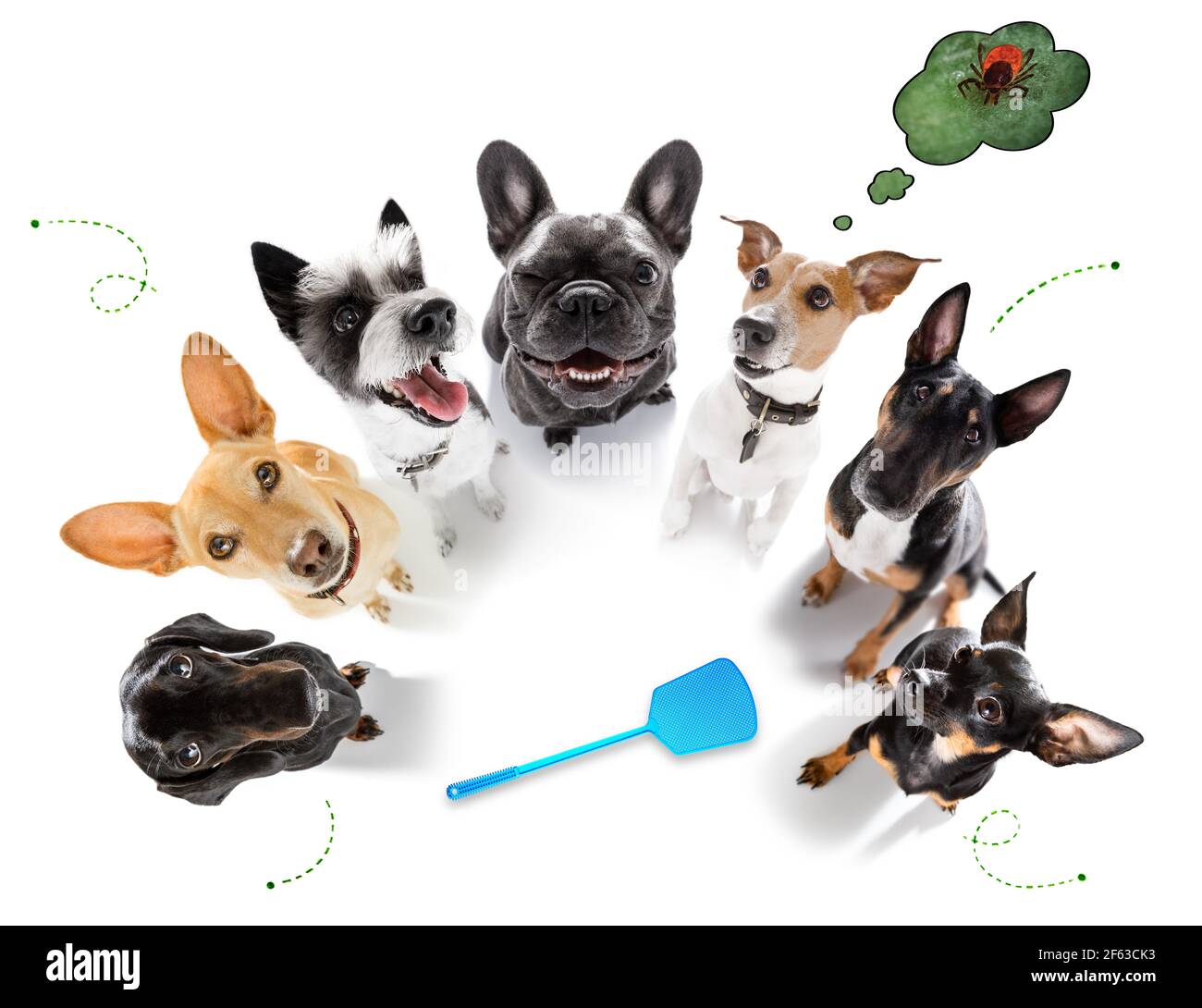 team group couple of dogs full of ticks and fleas , isolated on white ...