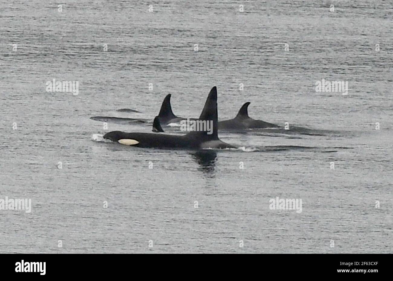 Inside passage orca killer whales hi-res stock photography and images ...