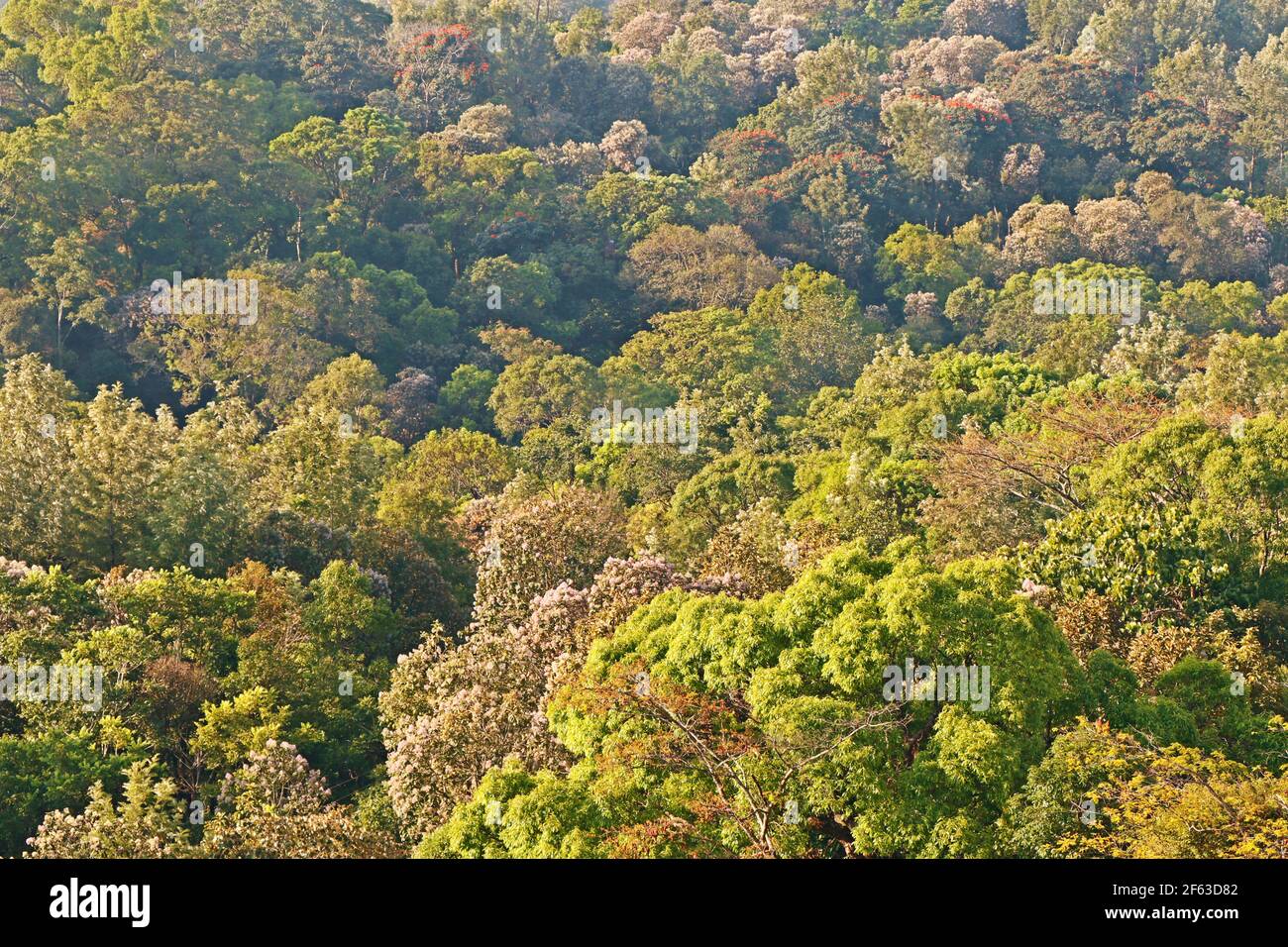 Jungle From Above High Resolution Stock Photography and Images - Alamy
