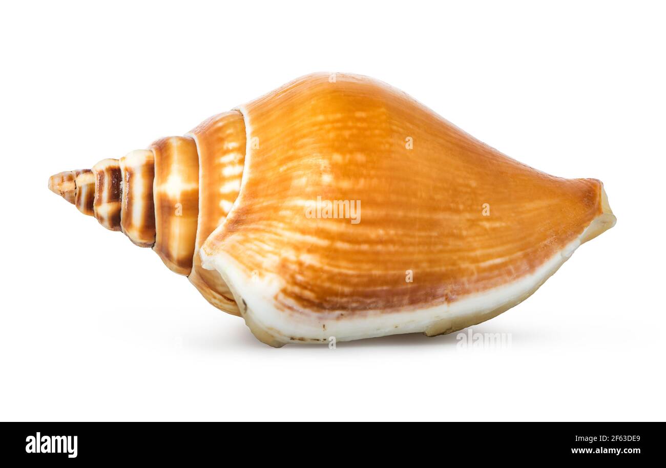 Brown spiraled seashell isolated on a white background Stock Photo - Alamy