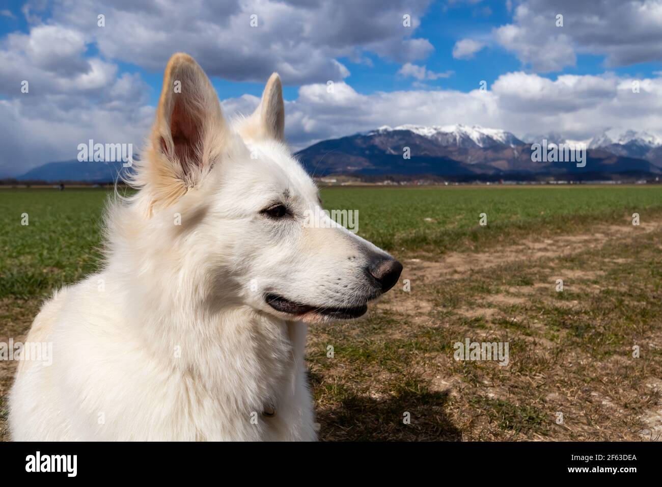 White Swiss Shepherd Dog on a field outside. Adult berger blanc breed ...