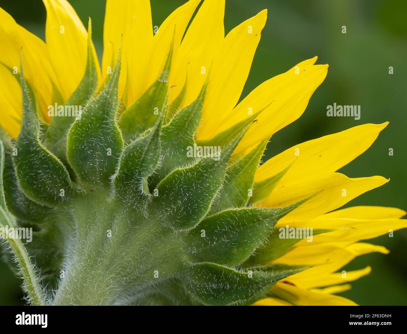 Backlit view of underside of yellow sunflower Stock Photo - Alamy