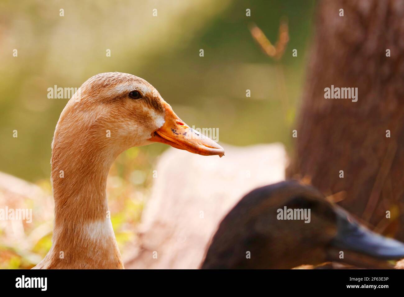 female duck neck in close up with green gras background Stock Photo - Alamy