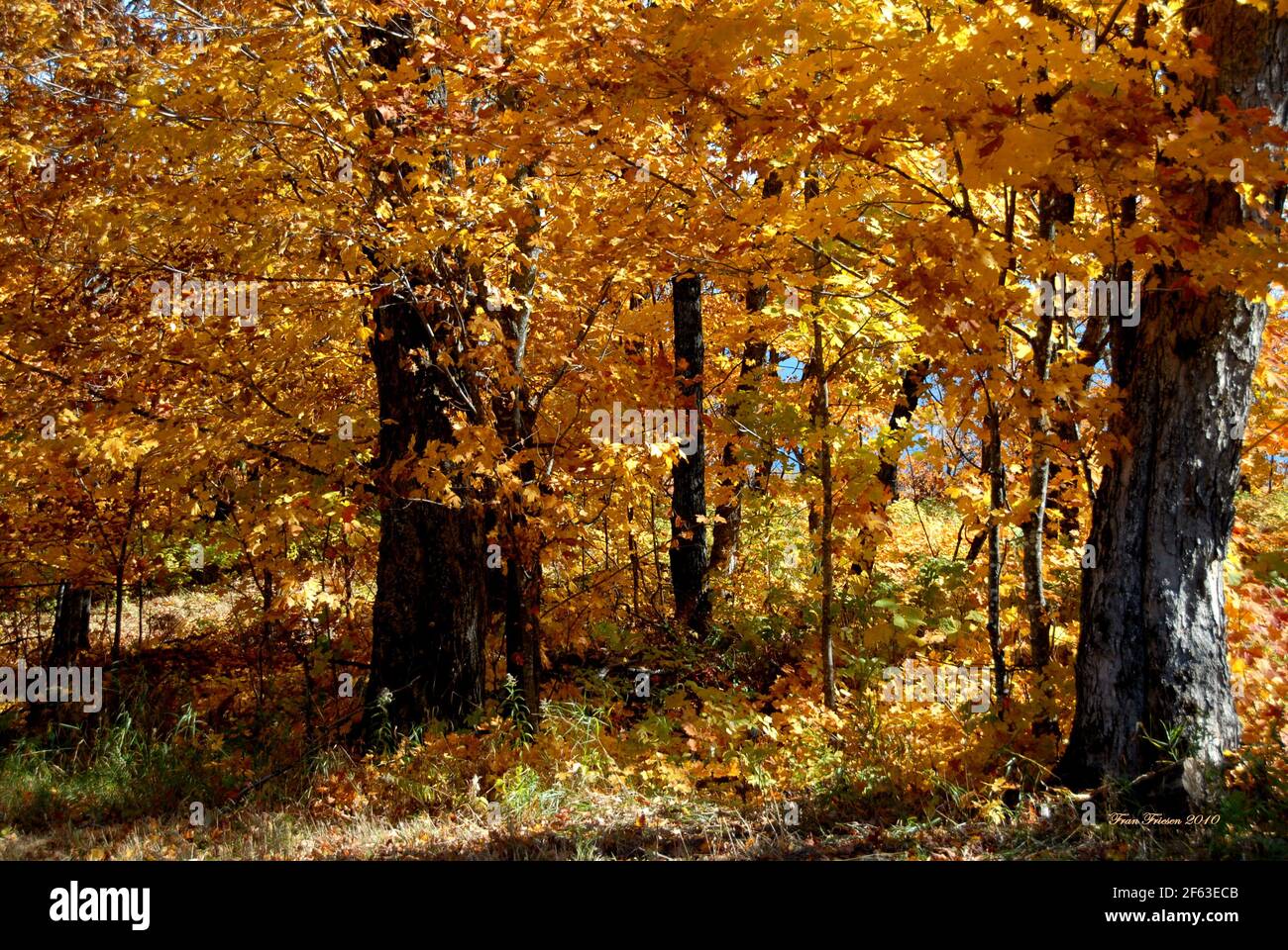 A forest area of golden maple trees are stunning in the autumn sun by ...