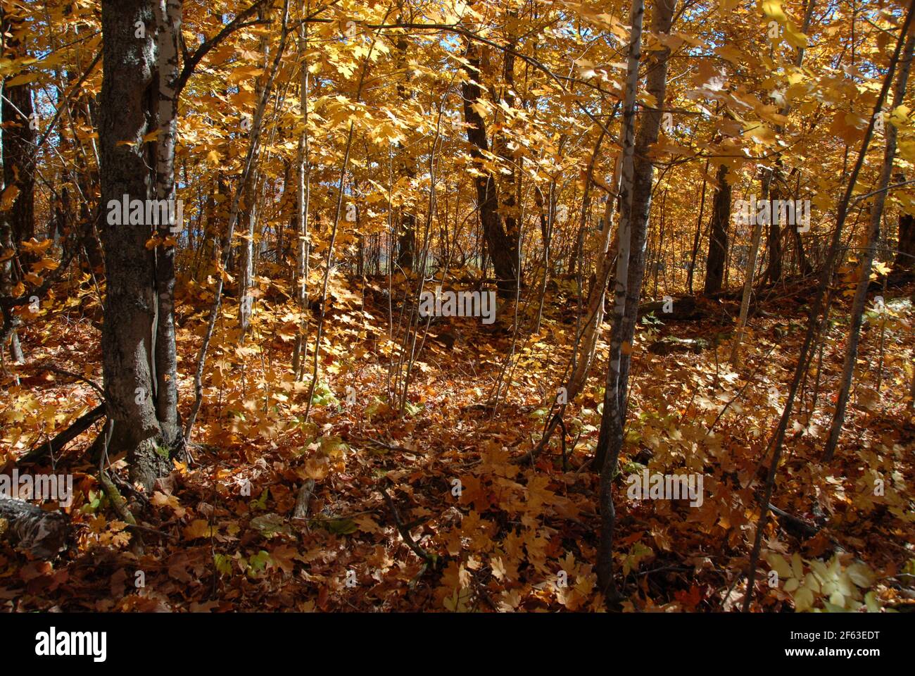 Golden folliage hi-res stock photography and images - Alamy