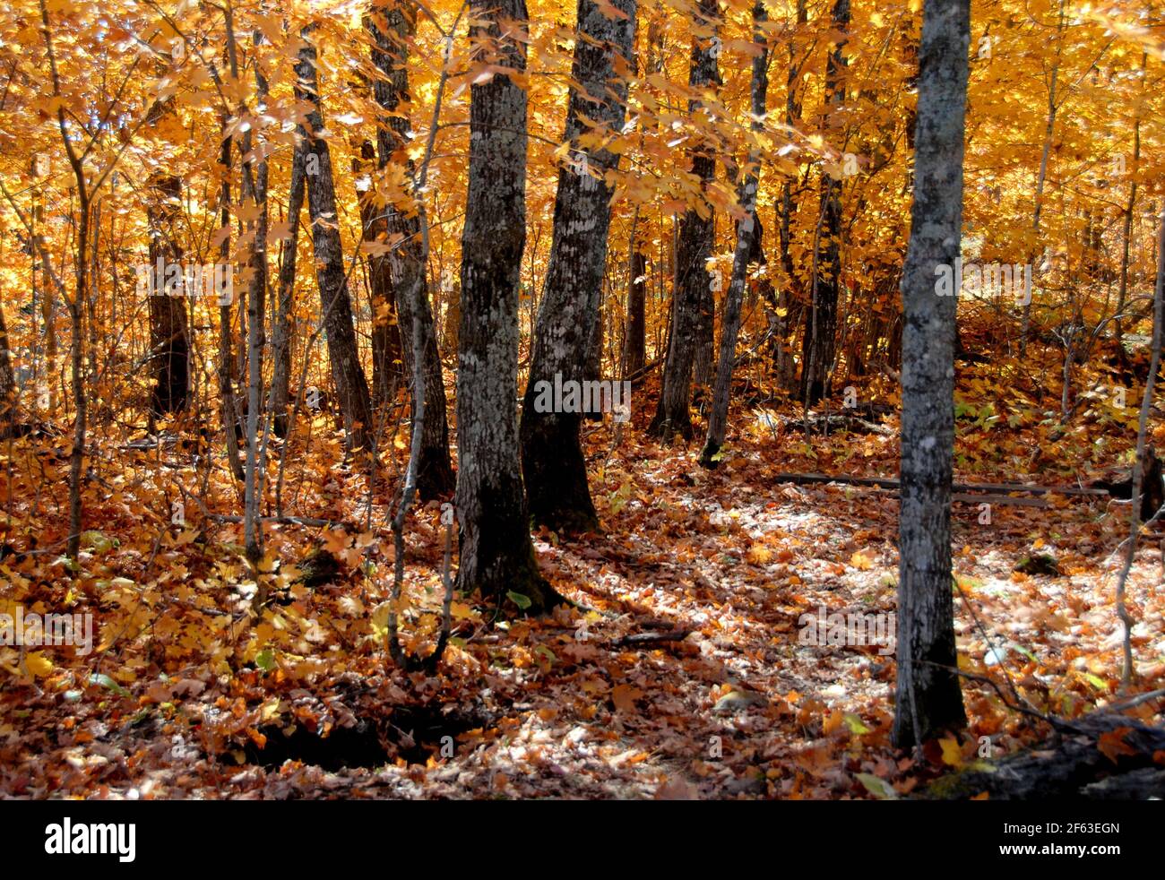 A forest area of golden maple trees are stunning in the autumn sun by ...
