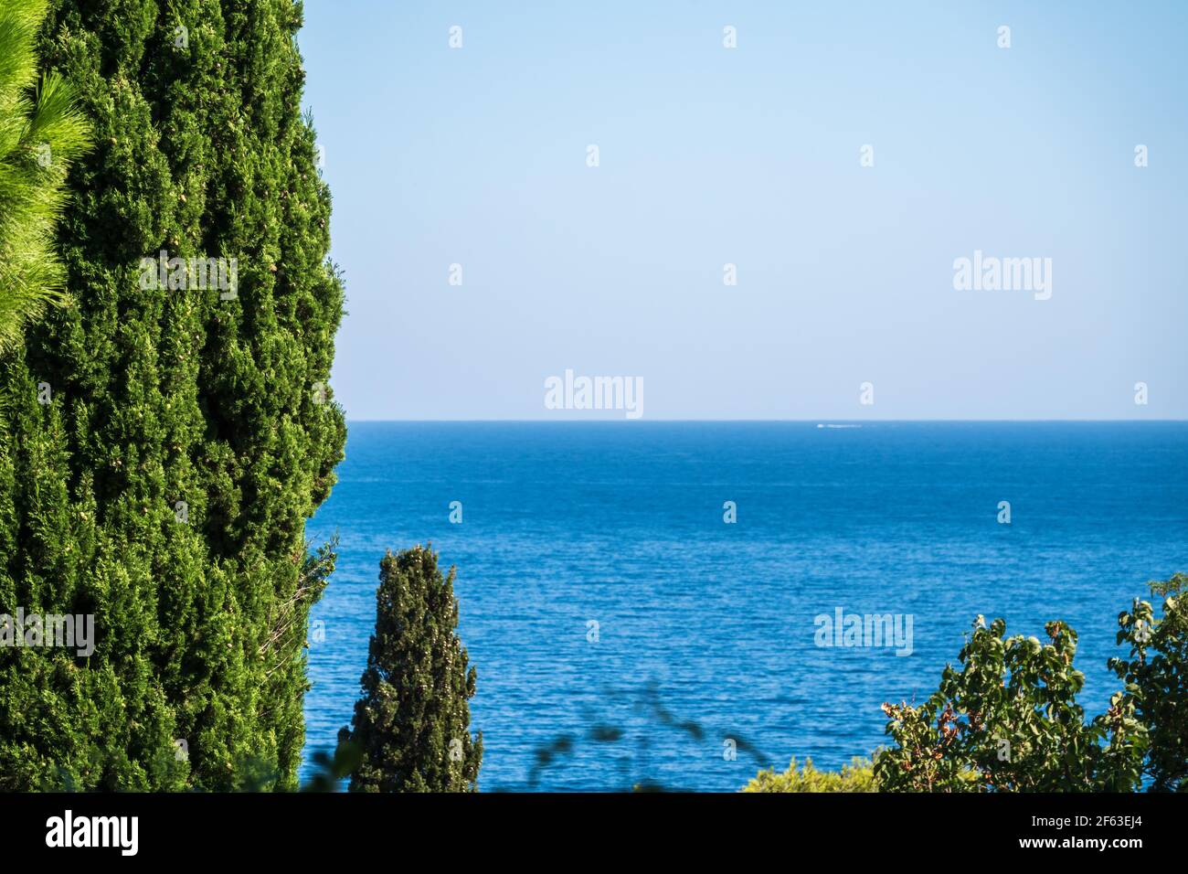 Branches of Cupressus tree on blue sea background. Tall evergreen tree ...