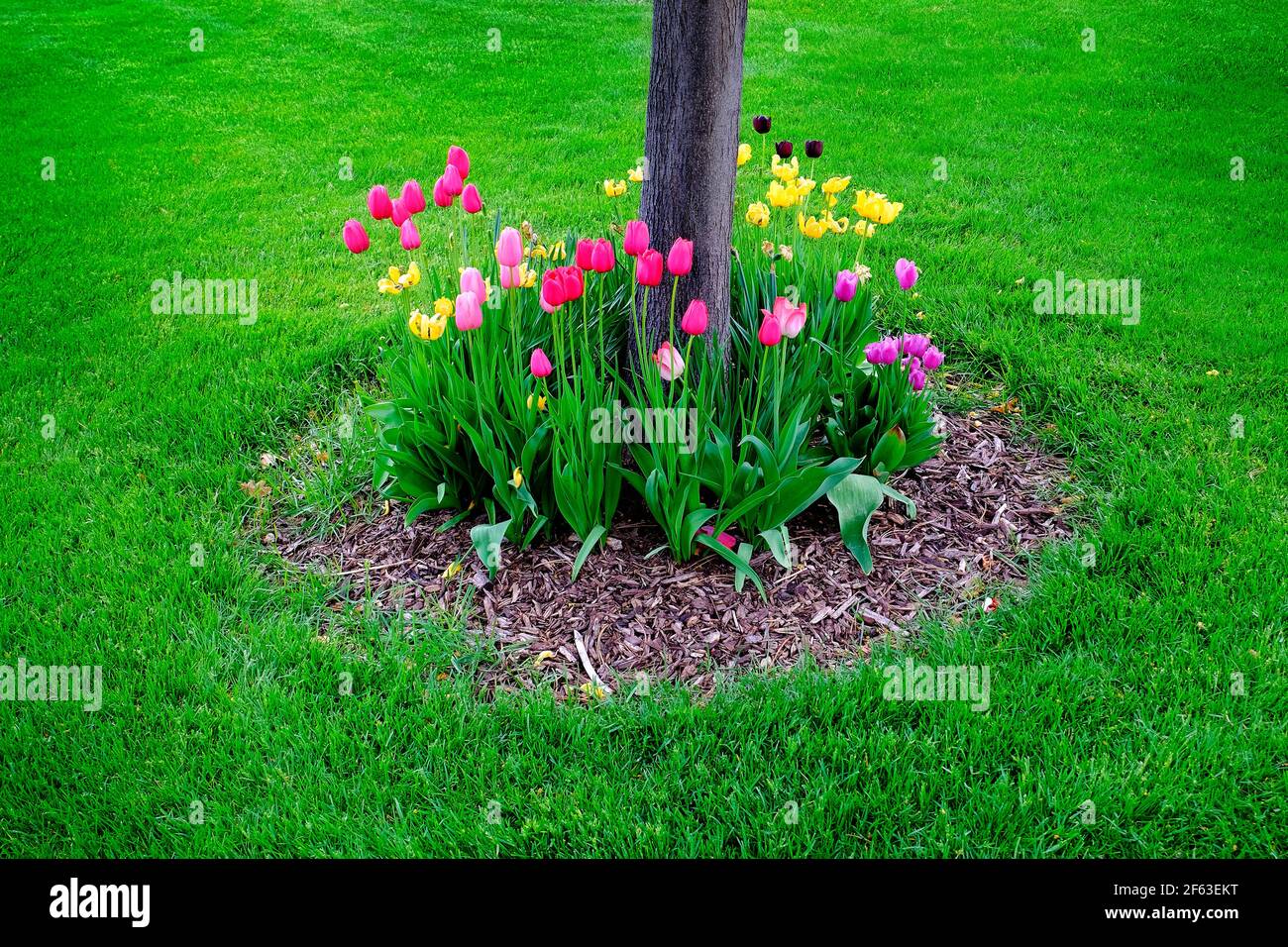 Flower garden planted around a tree in a circle gardening Stock Photo ...