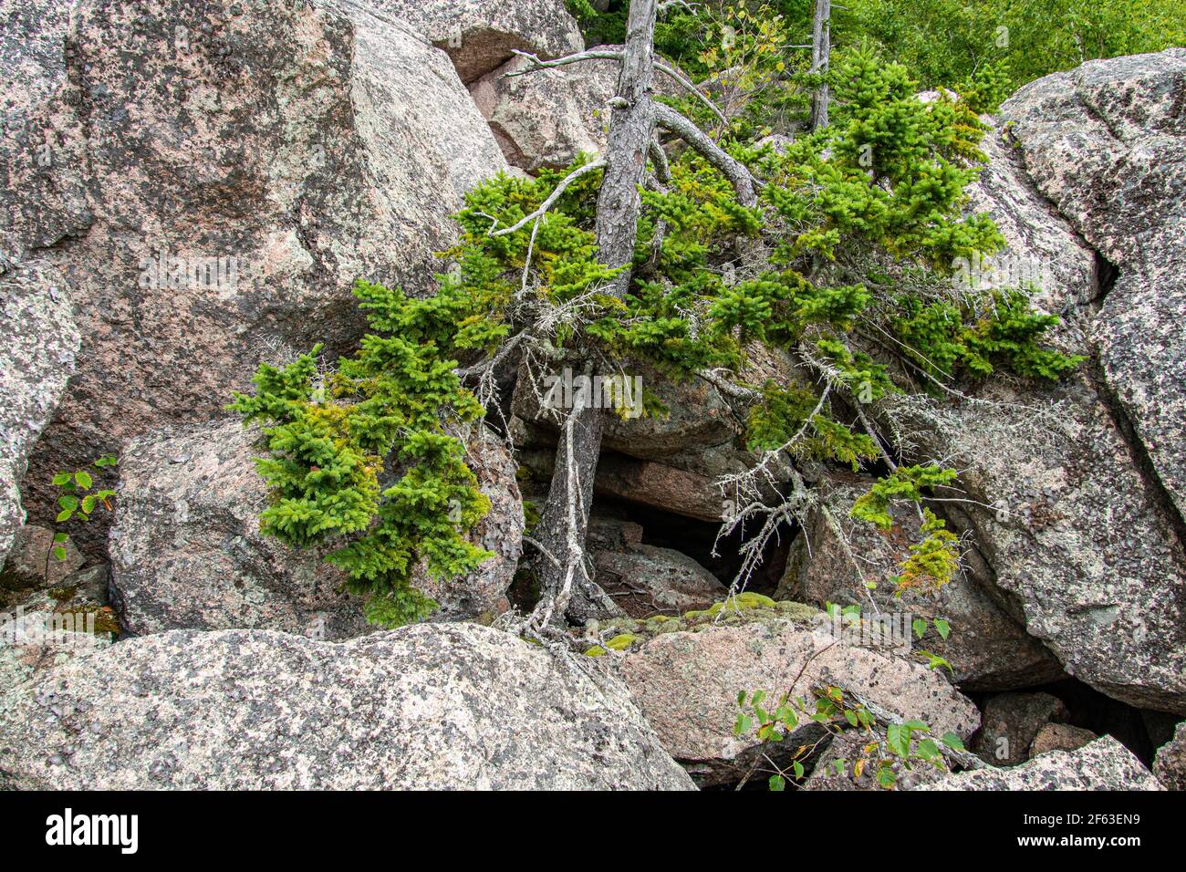 Trees growing among rock outcrop, Acadia National Park, Maine Stock ...