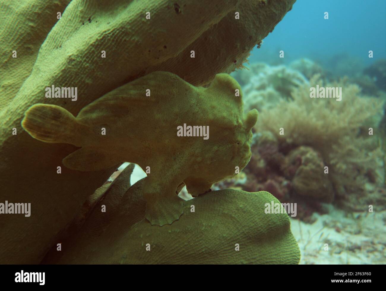 Camouflaged angler fish patiently waiting to strike Stock Photo - Alamy