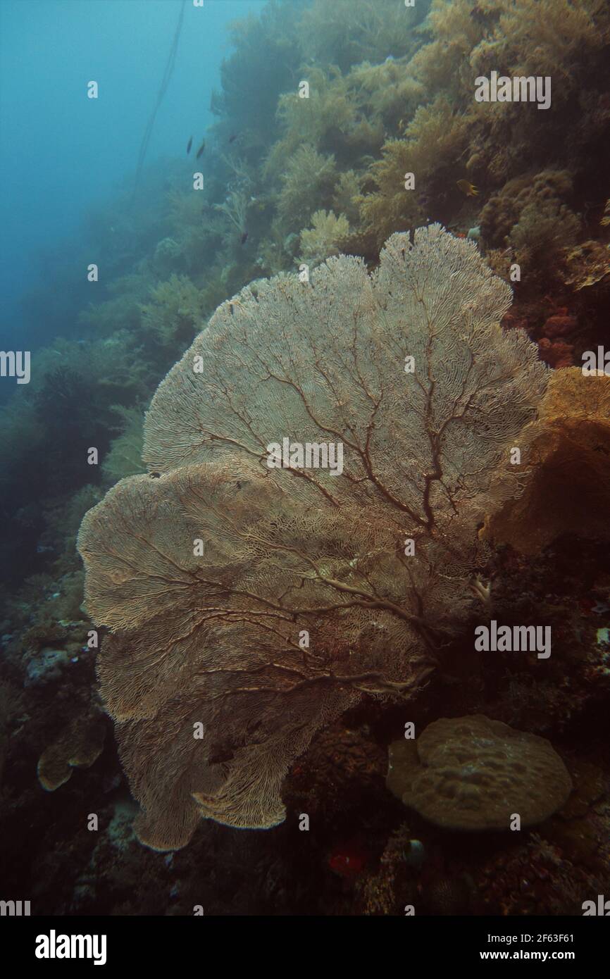 Massive coral filter feeding in the currents off Cabilao island ...