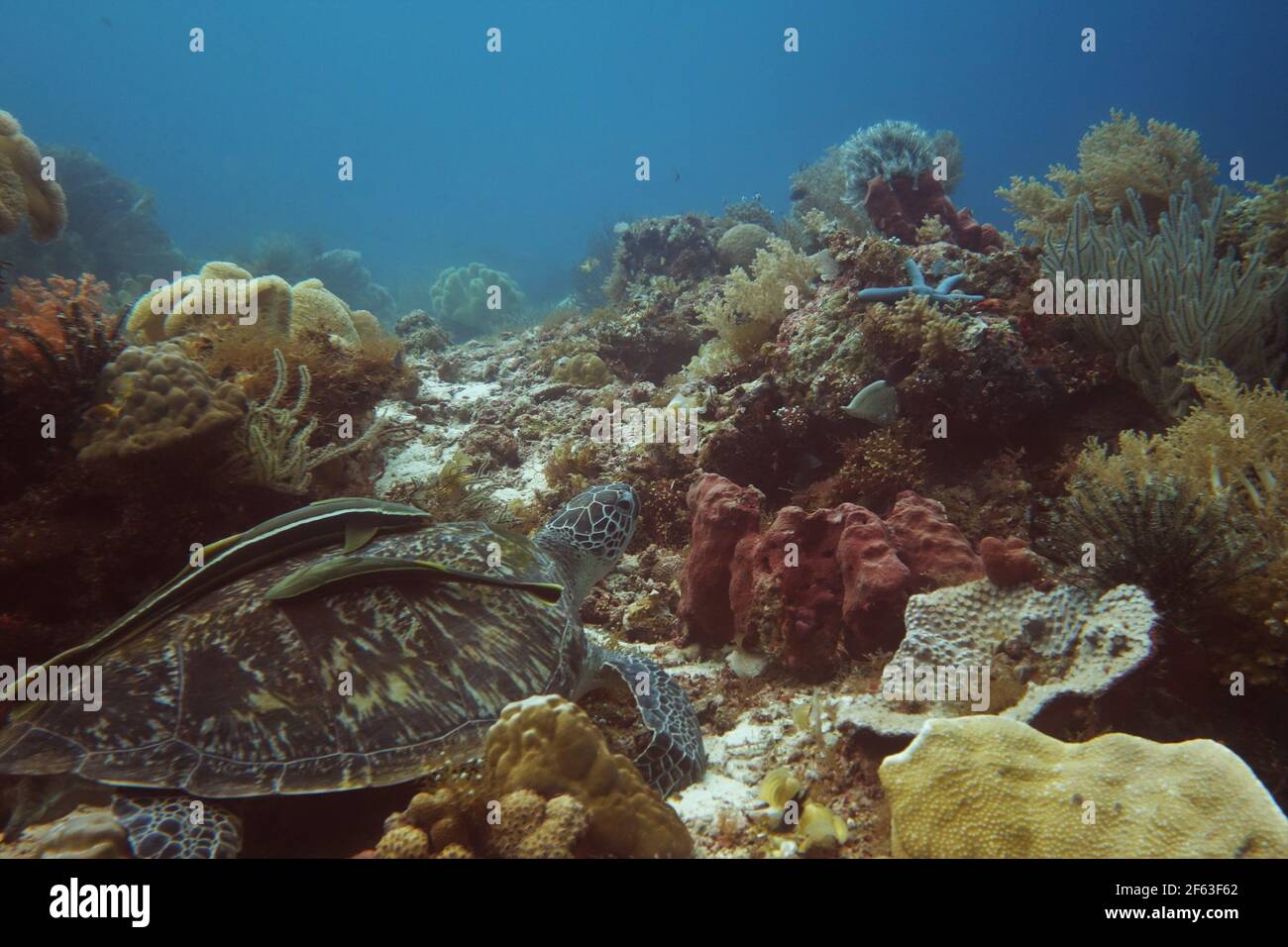 Large turtle chilling on the reefs of Cabilao, Philippines Stock Photo ...