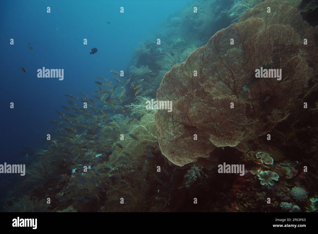 Huge coral feeding in the current surrounded by a school of reef fish ...
