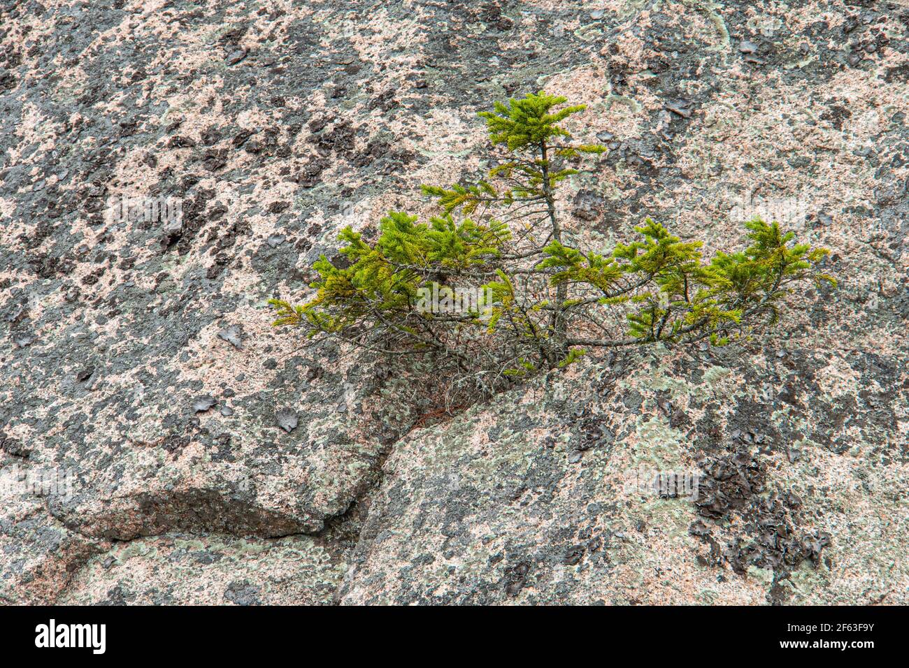 Trees growing among rock outcrop, Acadia National Park, Maine Stock ...