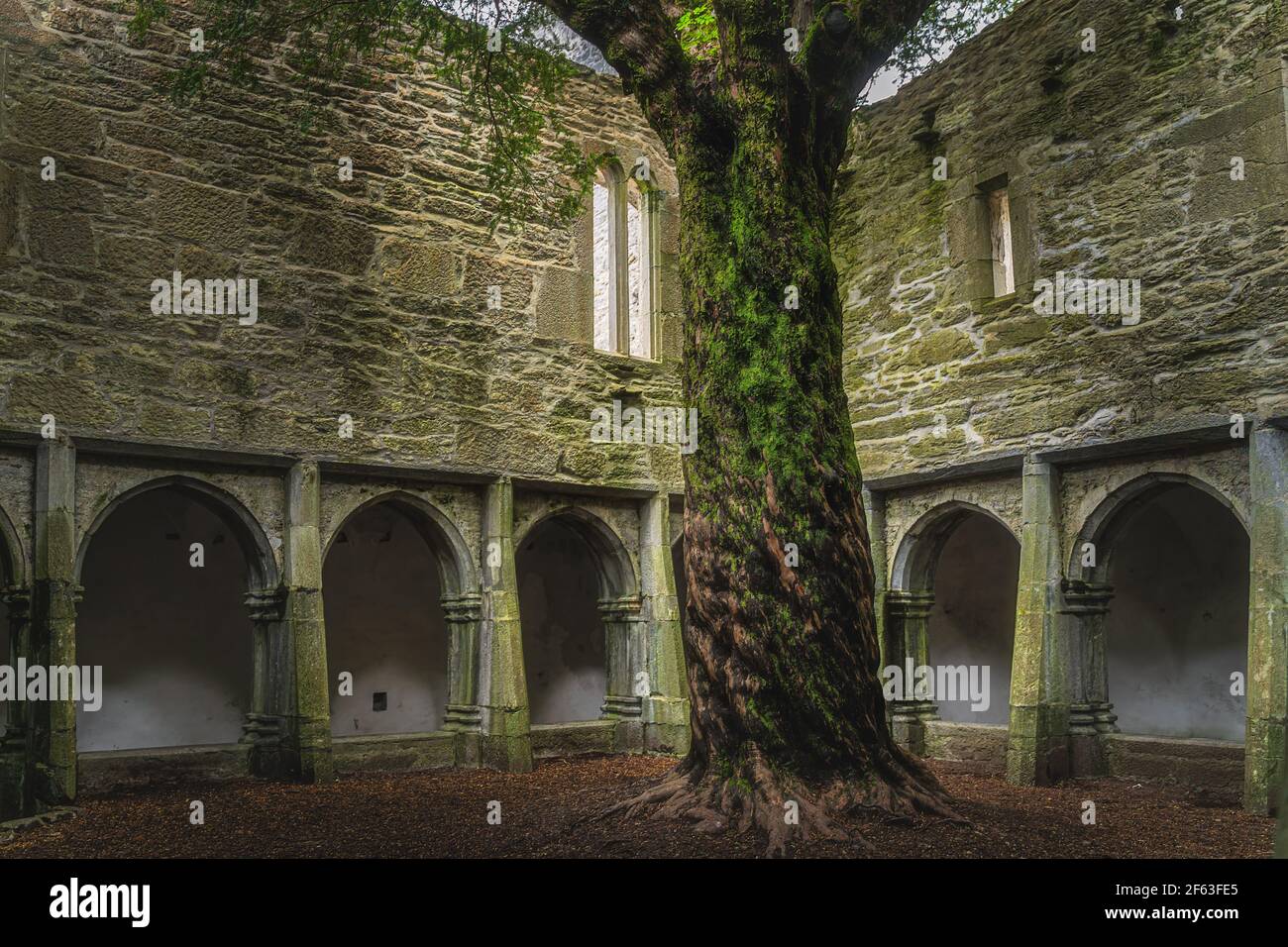 Twisted tree trunk in inner courtyard walls with arches of 15th century ...