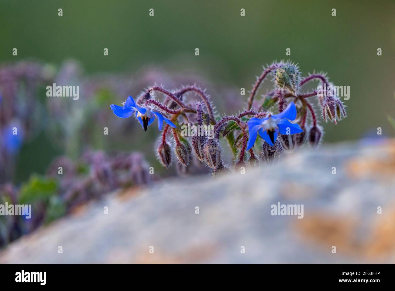 Borago officinalis (Common Borage) which is known for its medicinal ...