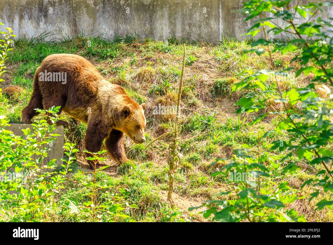 Bear Pit in Berne city Stock Photo - Alamy